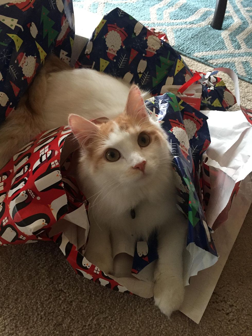 Runty Kitten Last to Be Adopted Blossoms into Loaf of Floof... - Love Meow