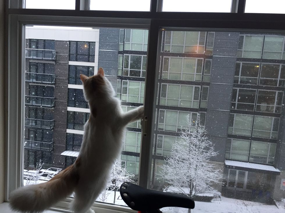 Runty Kitten Last to Be Adopted Blossoms into Loaf of Floof... - Love Meow