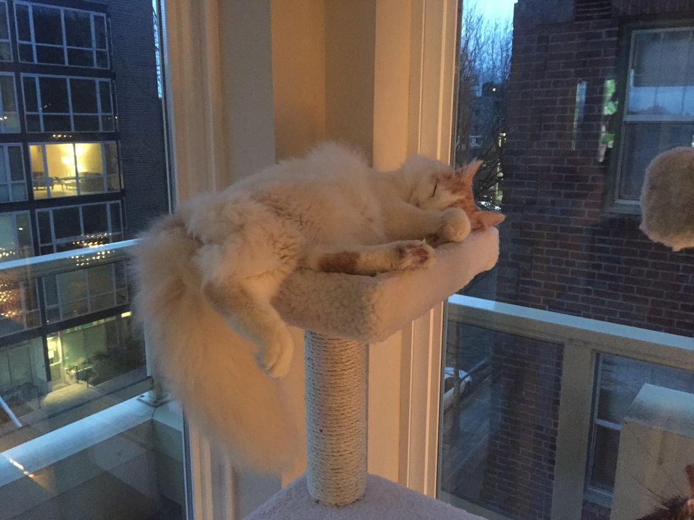 Runty Kitten Last to Be Adopted Blossoms into Loaf of Floof... - Love Meow