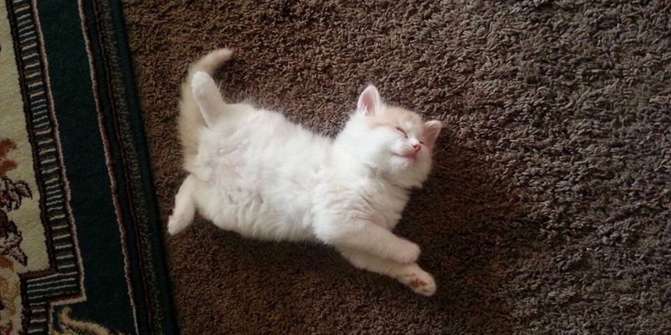 Runty Kitten Last to Be Adopted Blossoms into Loaf of Floof... - Love Meow