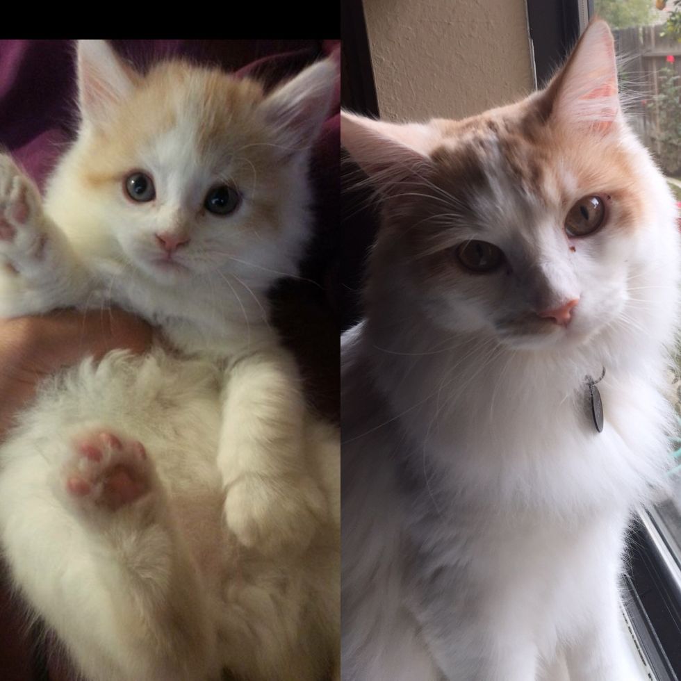 Runty Kitten Last to Be Adopted Blossoms into Loaf of Floof... - Love Meow