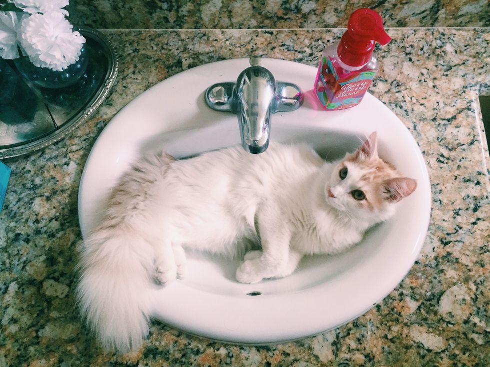 Runty Kitten Last to Be Adopted Blossoms into Loaf of Floof... - Love Meow