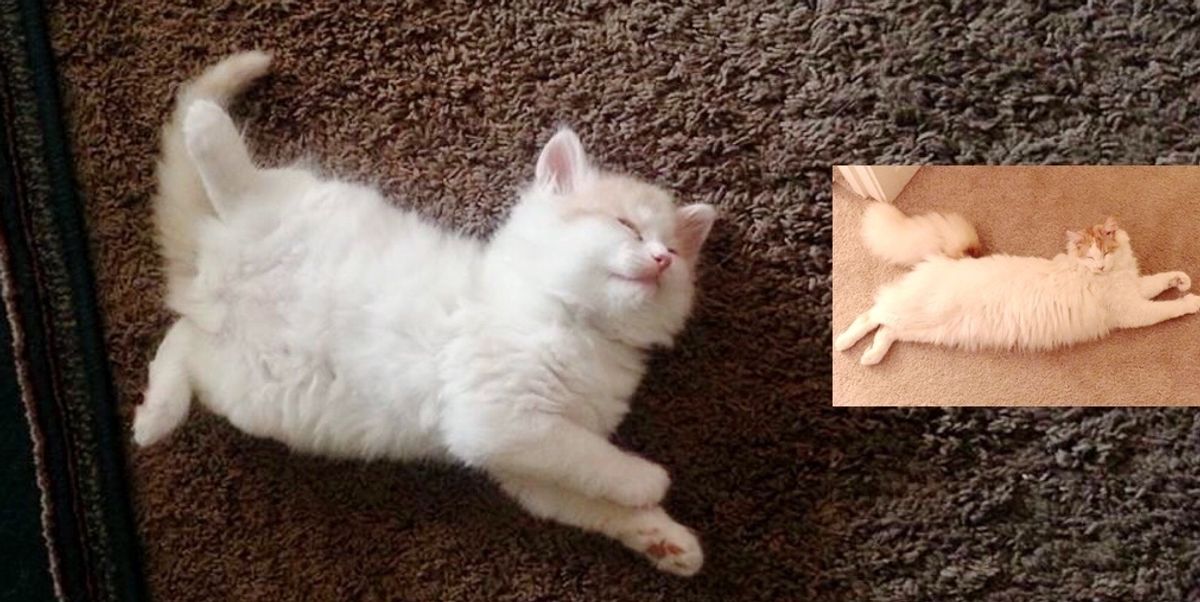 Runty Kitten Last to Be Adopted Blossoms into Loaf of Floof... - Love Meow