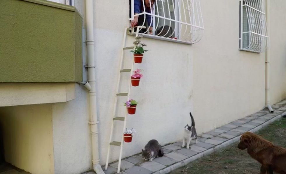 Woman Builds "Cat Ladder" for Stray Cats to Enter Her Home from Bitter ...
