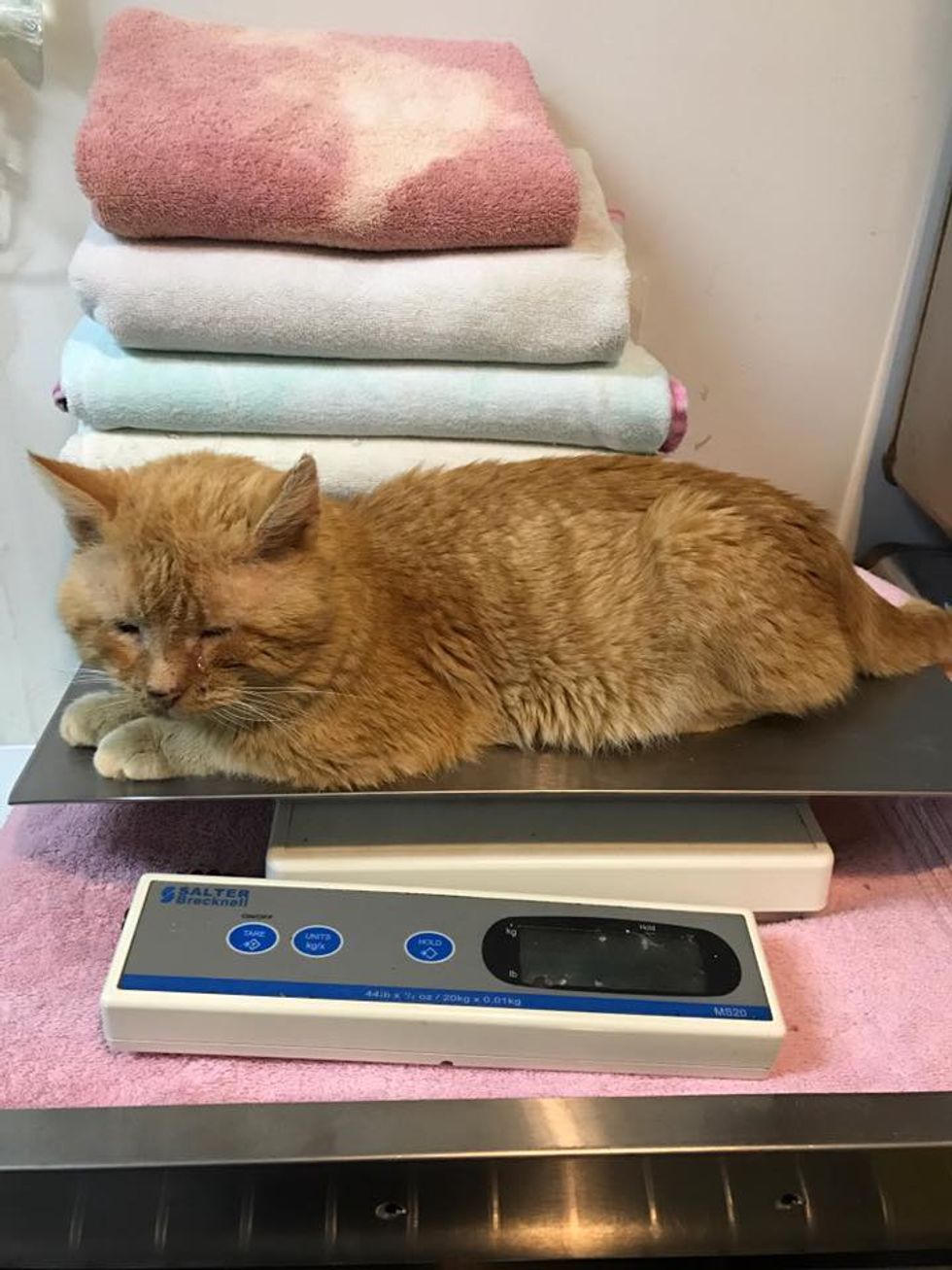 Elderly Stray Cat Can’t Stop Chirping with Joy After Being Saved From ...