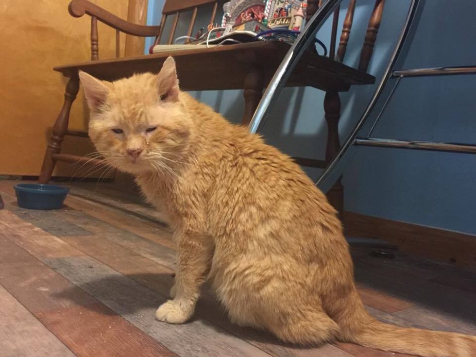 Elderly Stray Cat Can’t Stop Chirping with Joy After Being Saved From ...