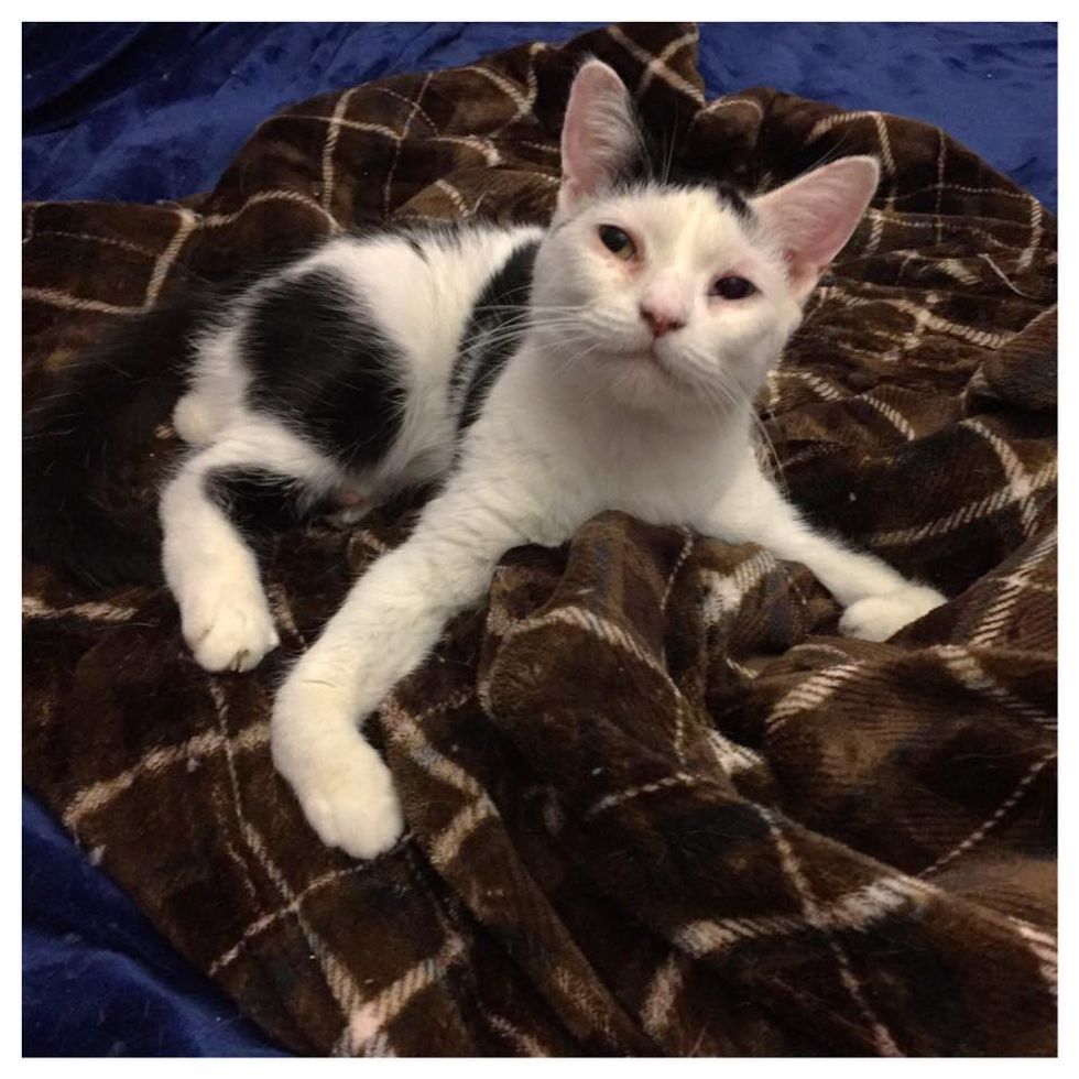 Special Needs Kitty with Sad Face Purrs Like Diesel Truck When Taken ...