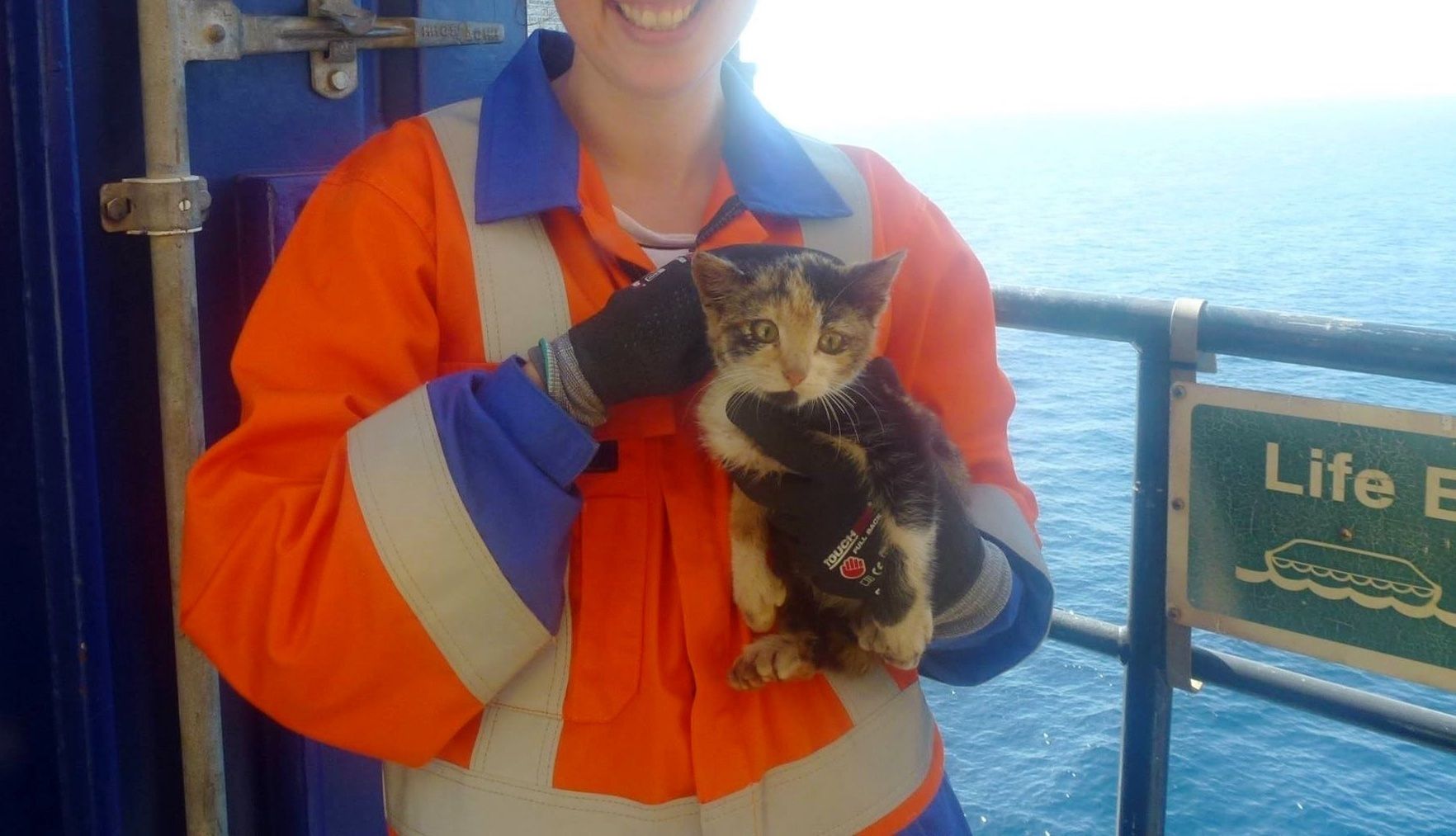 Stowaway Kitten Surprises Workers When She's Found On an Offshore Oil ...
