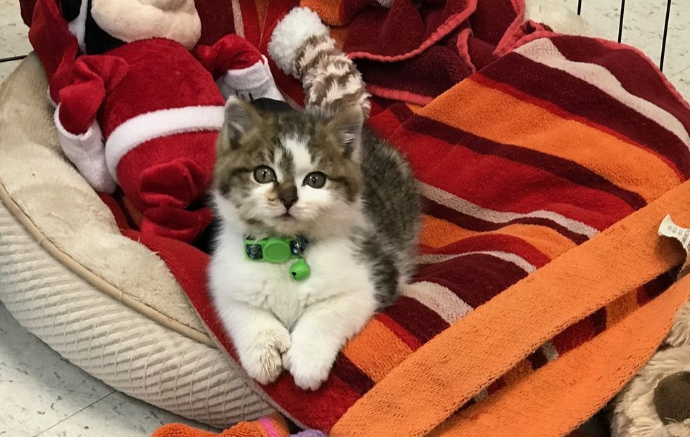 Rescuers Bring Freezing Kitten Back to Life and Discover Just How ...