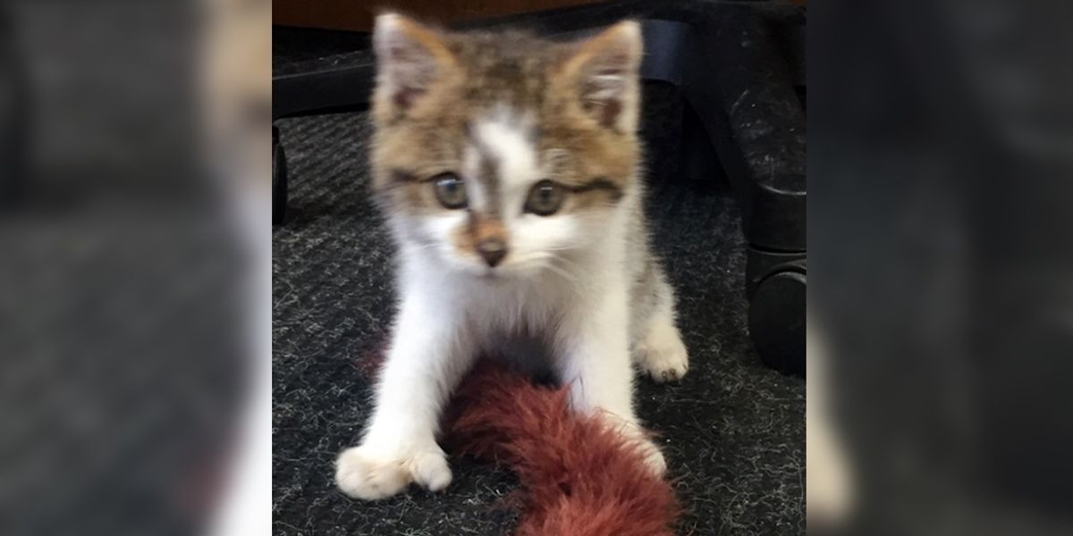 Rescuers Bring Freezing Kitten Back to Life and Discover Just How ...