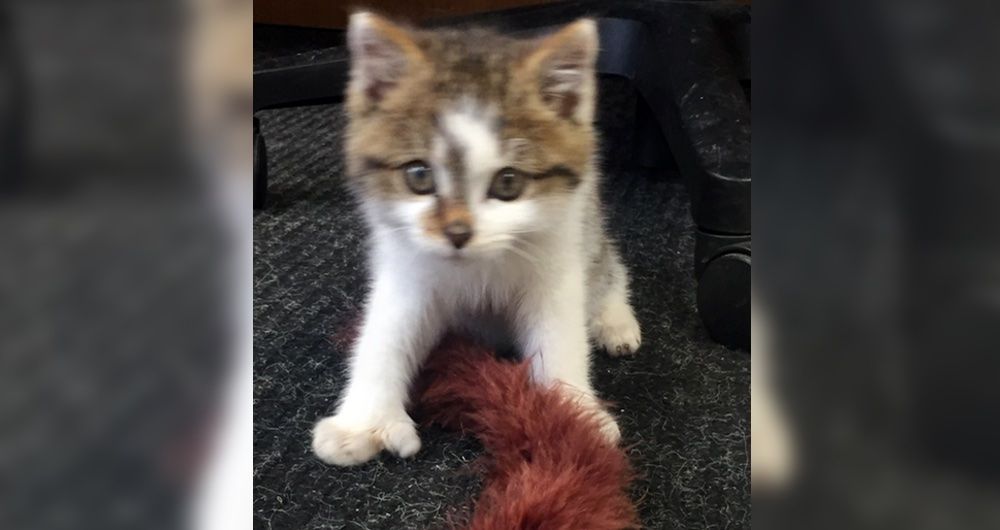 NS. Introducing Bob: Rescued from the brink of freezing, this little ...