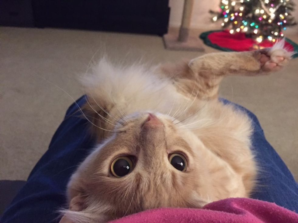 Kitten With Missing Foot Tells His Rescuers in Raspy Meow How Thankful ...