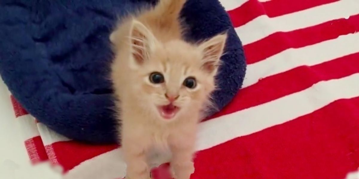 Kitten With Missing Foot Tells His Rescuers in Raspy Meow How Thankful ...
