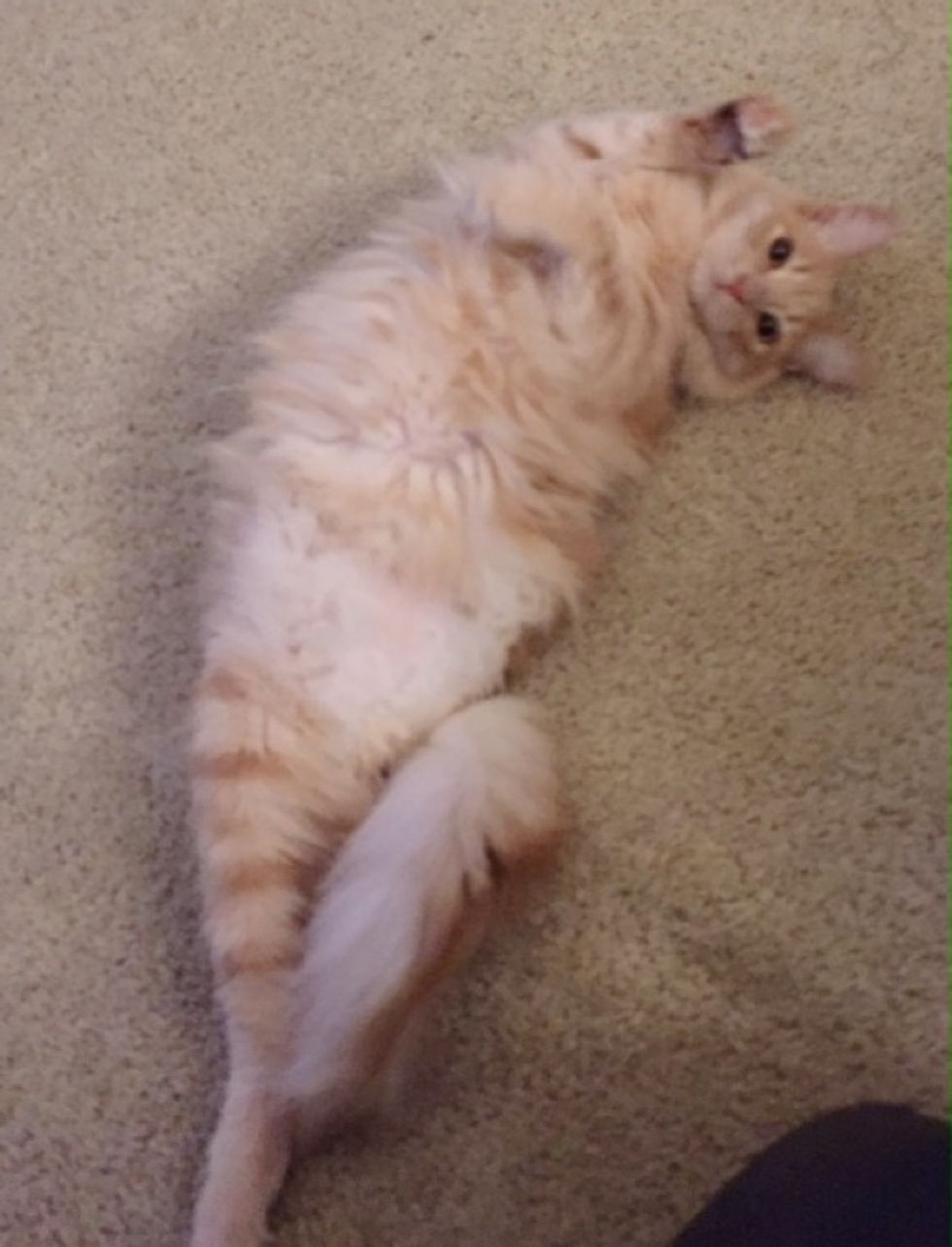 Kitten With Missing Foot Tells His Rescuers in Raspy Meow How Thankful ...