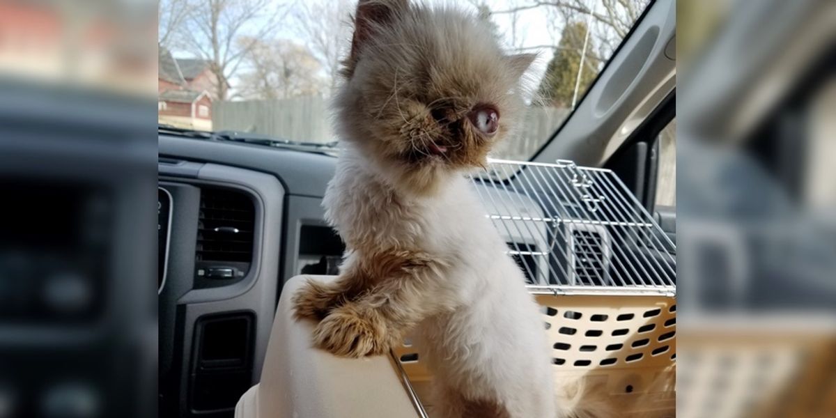 Cat with One Eye Rescued Along with Her Sister Who Has No Eyes and ...