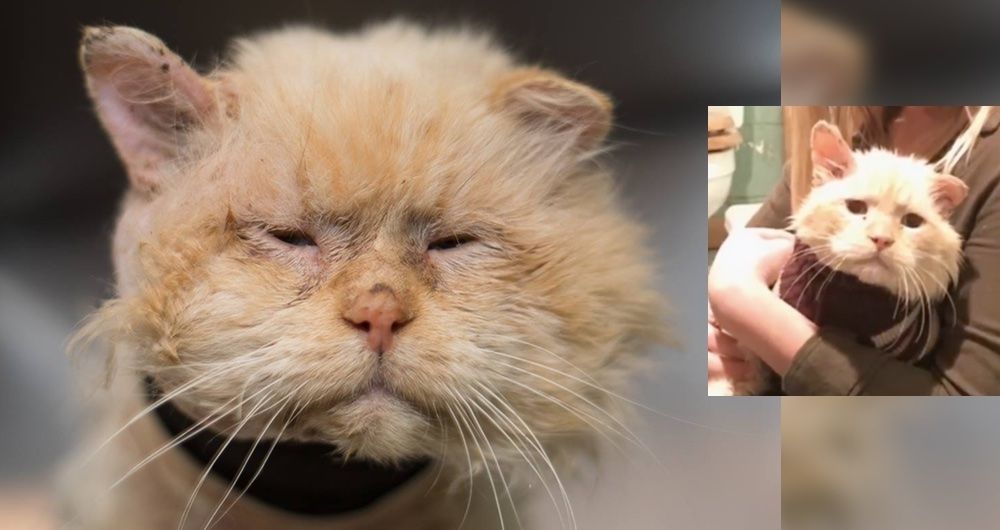 They Refuse to Give up On Sad Shelter Cat Who Was Found Wounded, a ...