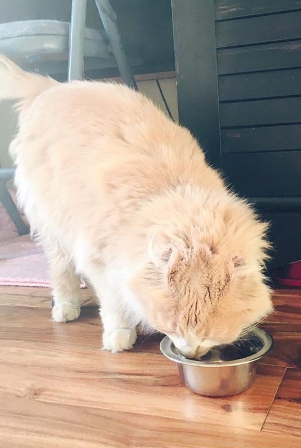 Cat Found Freezing Like 'Statue' in the Cold Can't Stop Thanking His ...