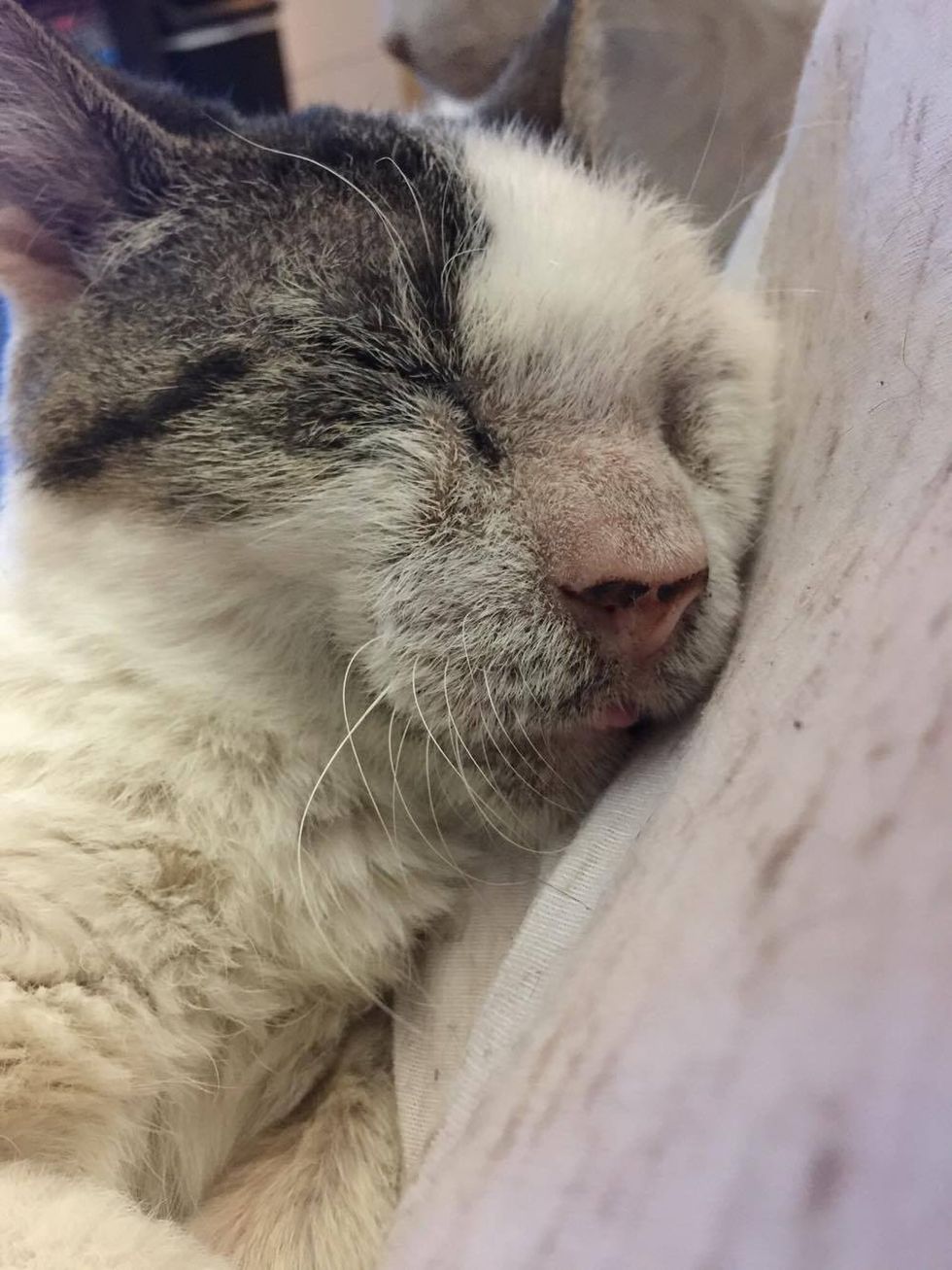 12 Year-old Cat Who Was Neglected, Receives Love And Can't Stop Hugging ...