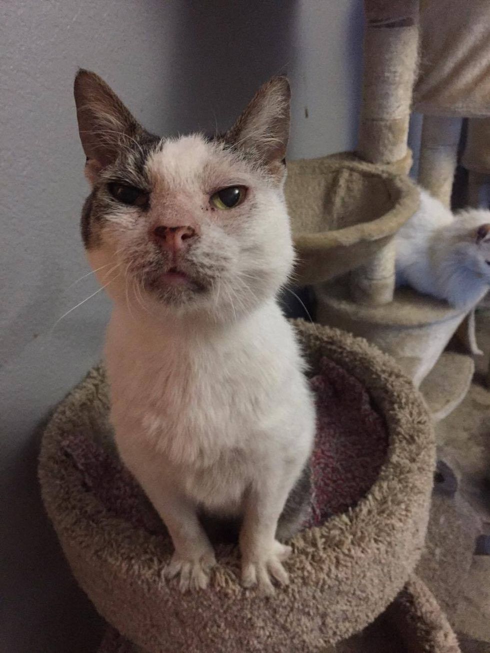 12 Year-old Cat Who Was Neglected, Receives Love And Can't Stop Hugging ...