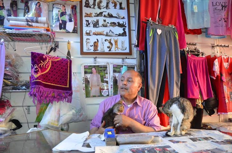 Shop Owner Creates Sanctuary for Homeless Cats In the Middle of Street ...