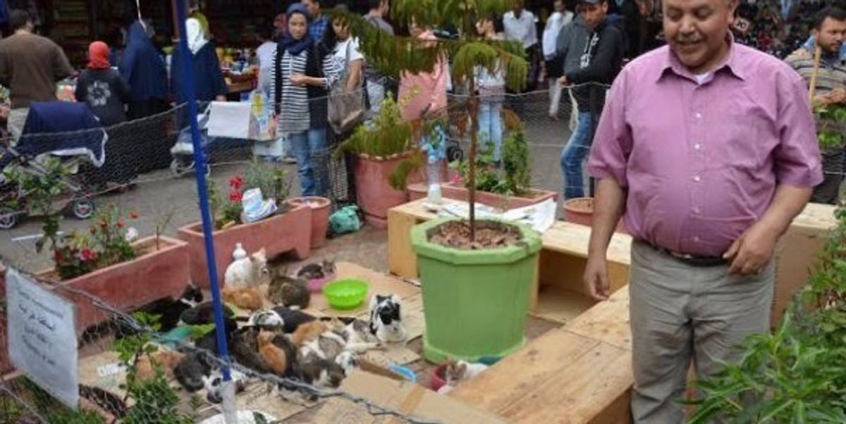Shop Owner Creates Sanctuary for Homeless Cats In the Middle of Street ...
