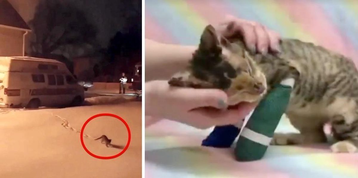 Man is Shocked to See Cat Leap Away from Fire and Rushes to Save Her ...