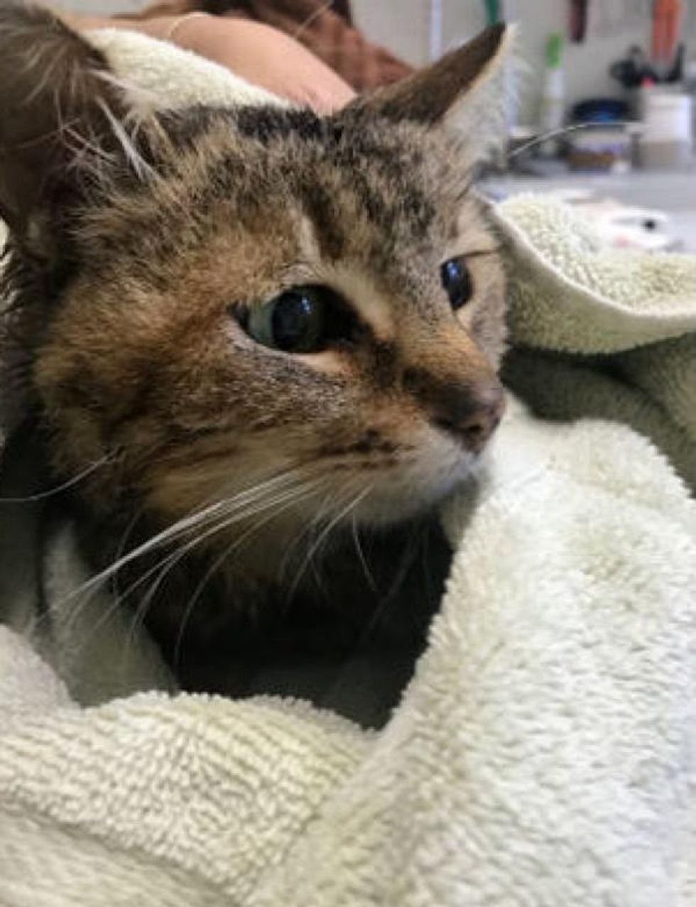 Cat Stranded on Expressway Frozen with Fear Until Woman Came to Her ...