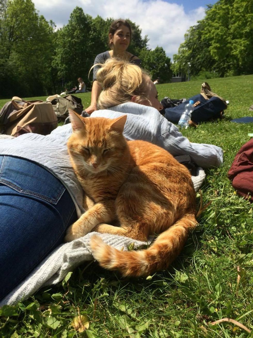 Cat Comes to School Every Day So He Can Rescue Students with Cuddles ...