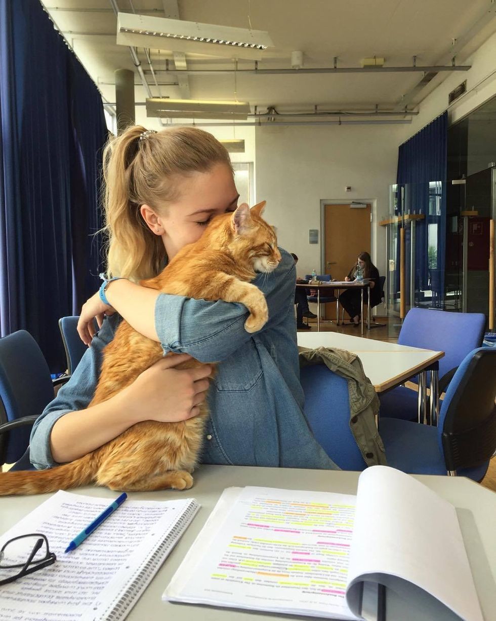 Cat Comes to School Every Day So He Can Rescue Students with Cuddles ...