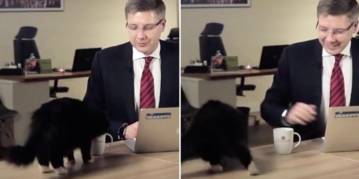 Cat Interrupts Mayor, Struts into Live Interview and Steals the Show ...