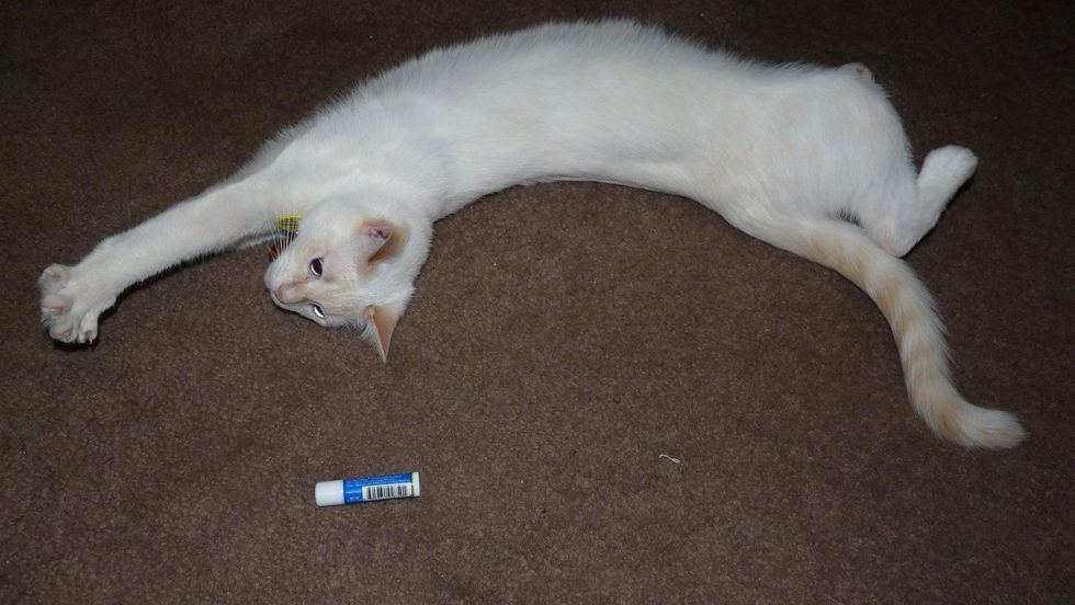 Tiniest Runt They Have Ever Seen Gets a Fighting Chance, Then and Now ...