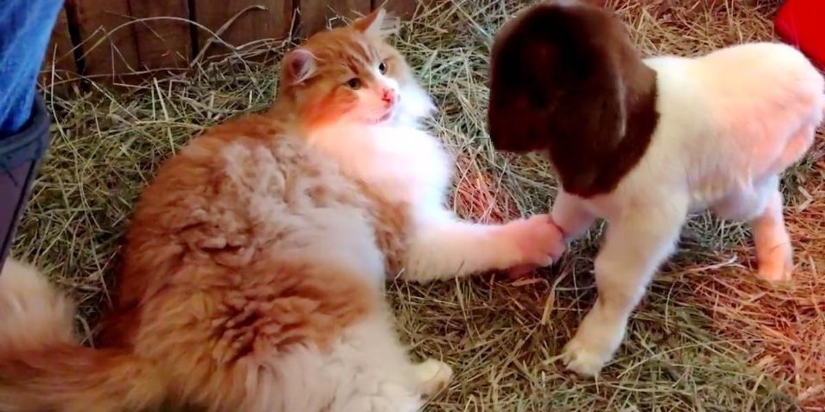 Farm Cat Helps Goats Raise Their Kids and Guard Their Home... - Love Meow