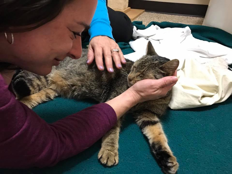 Family Saw Photos of Their Missing Cat on Shelter Page, Tearful Reunion ...