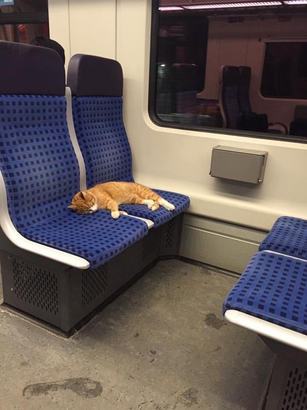 Ginger Cat Saunters Into Subway Train to Take a Nap.. (with updates ...