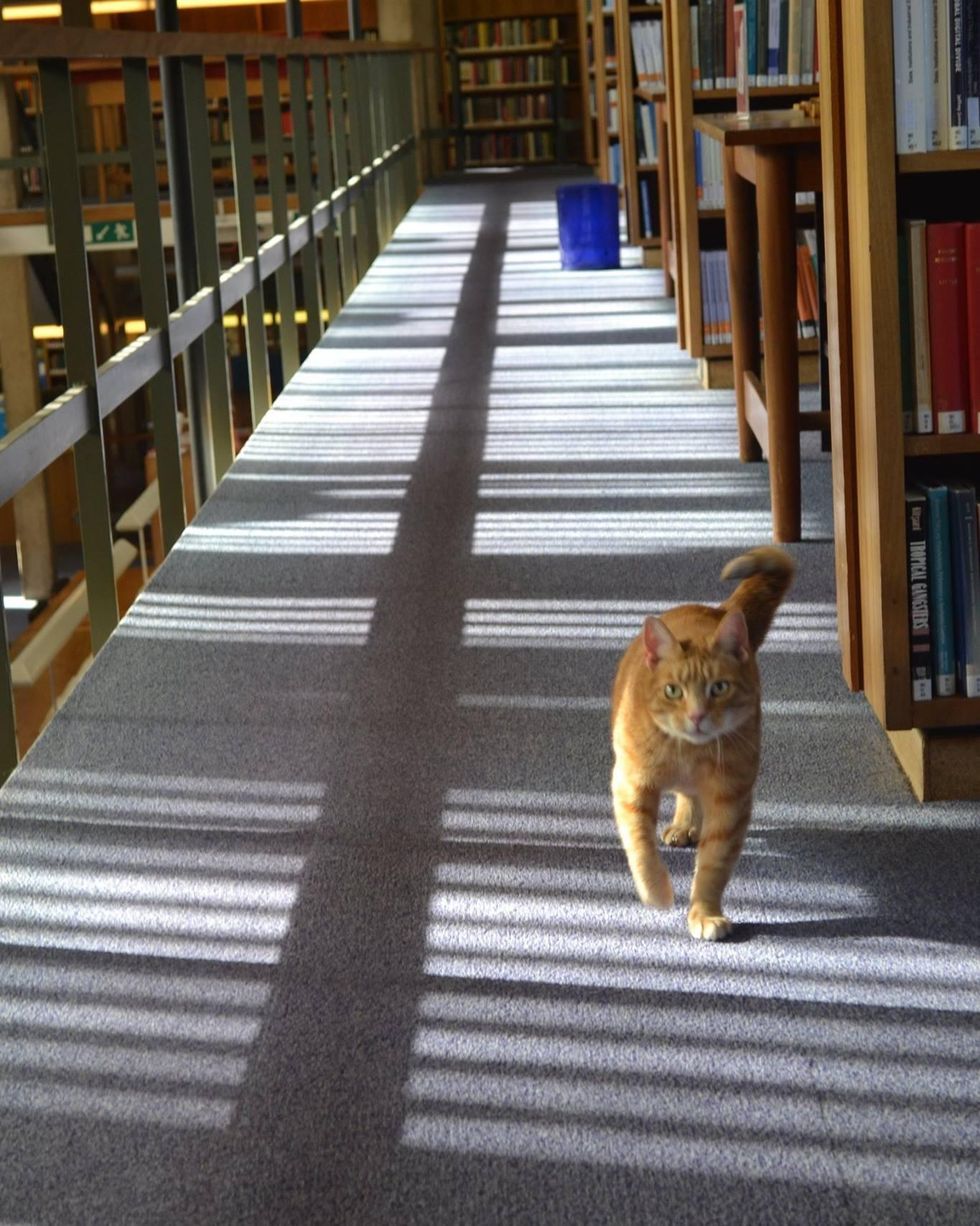 3-legged Library Cat Helps 140 Students De-stress Before Exams ...