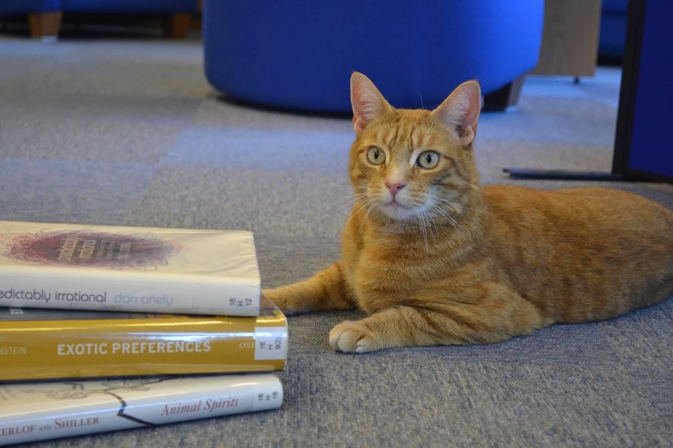 3-legged Library Cat Helps 140 Students De-stress Before Exams ...