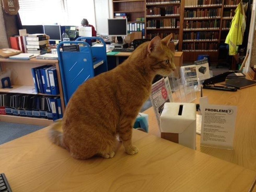 3-legged Library Cat Helps 140 Students De-stress Before Exams ...