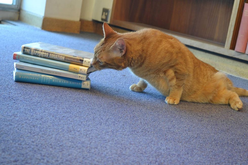 3-legged Library Cat Helps 140 Students De-stress Before Exams ...