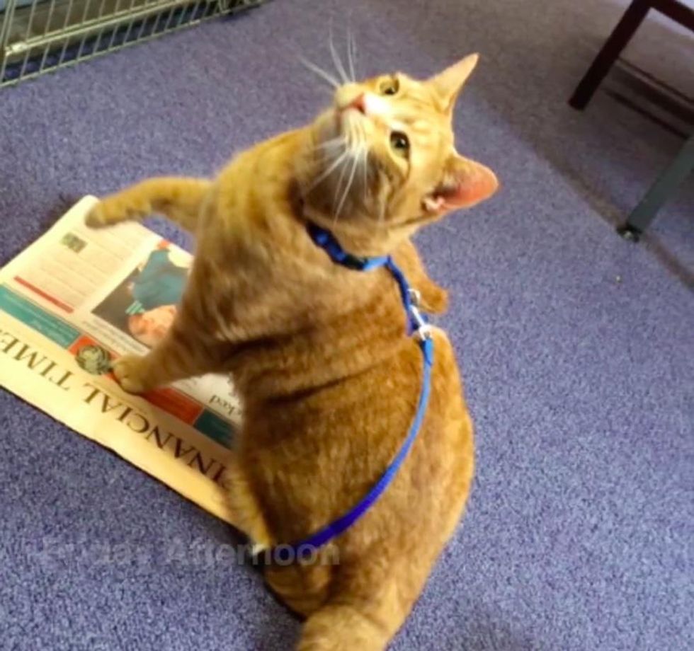 3-legged Library Cat Helps 140 Students De-stress Before Exams ...