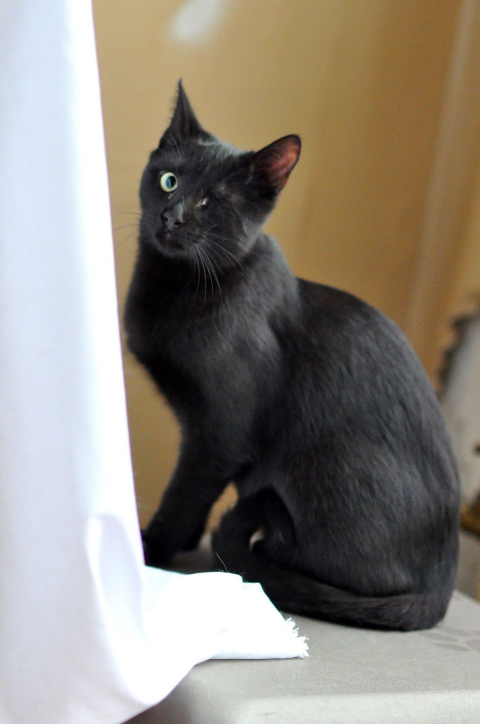 Kitten with 'Imperfect' Eyes is Thankful to Be Saved Along with Her ...