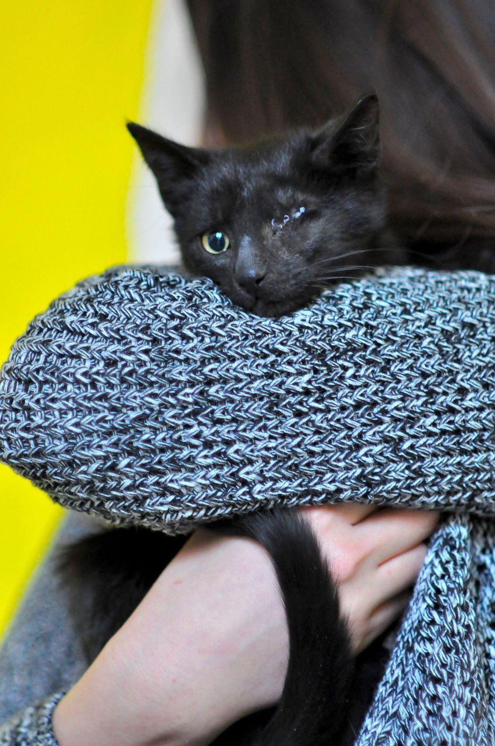 Kitten with 'Imperfect' Eyes is Thankful to Be Saved Along with Her ...