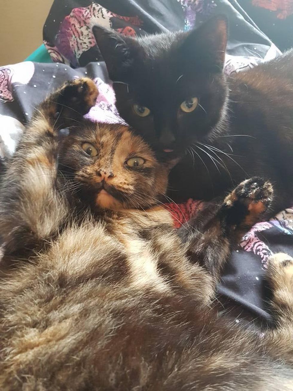 They Gave a Little Runt a Home, She Clings to Them For Life... (Then ...