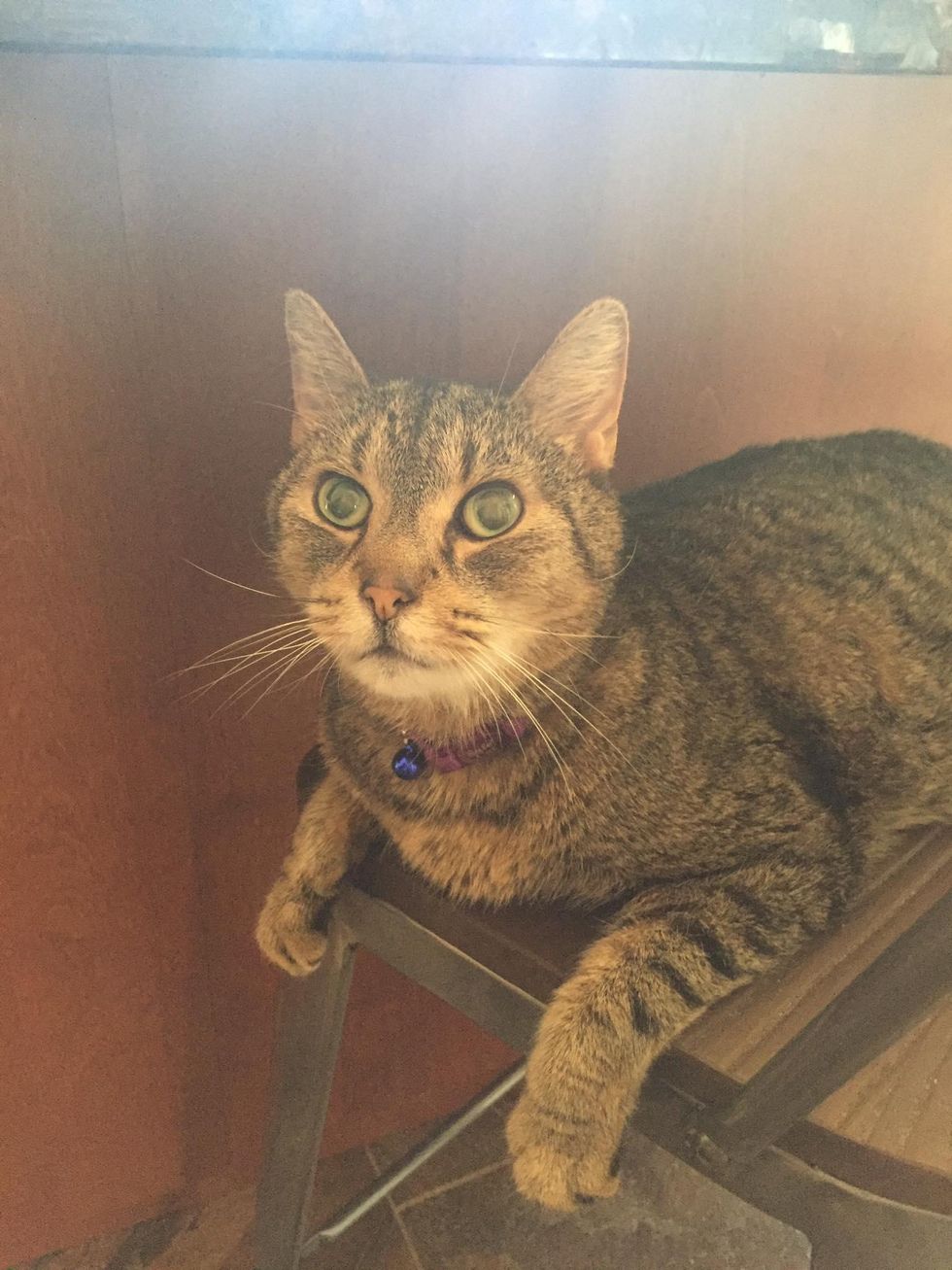 Family Saw Photos of Their Missing Cat on Shelter Page, Tearful Reunion ...