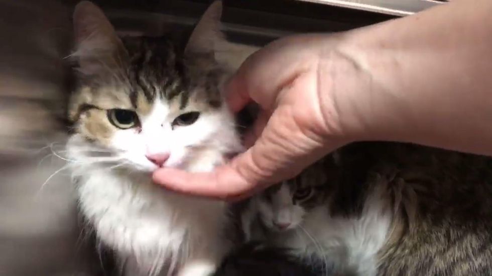 Bonded Cats Cling to Each Other for Comfort After They Were Given Up to ...