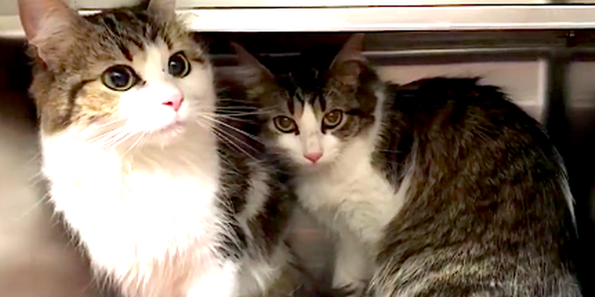 Bonded Cats Cling to Each Other for Comfort After They Were Given Up to ...