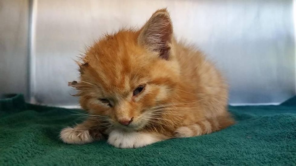 Tiny Kitty Who Lost an Ear Finds Love and All He Wants is to Cuddle ...