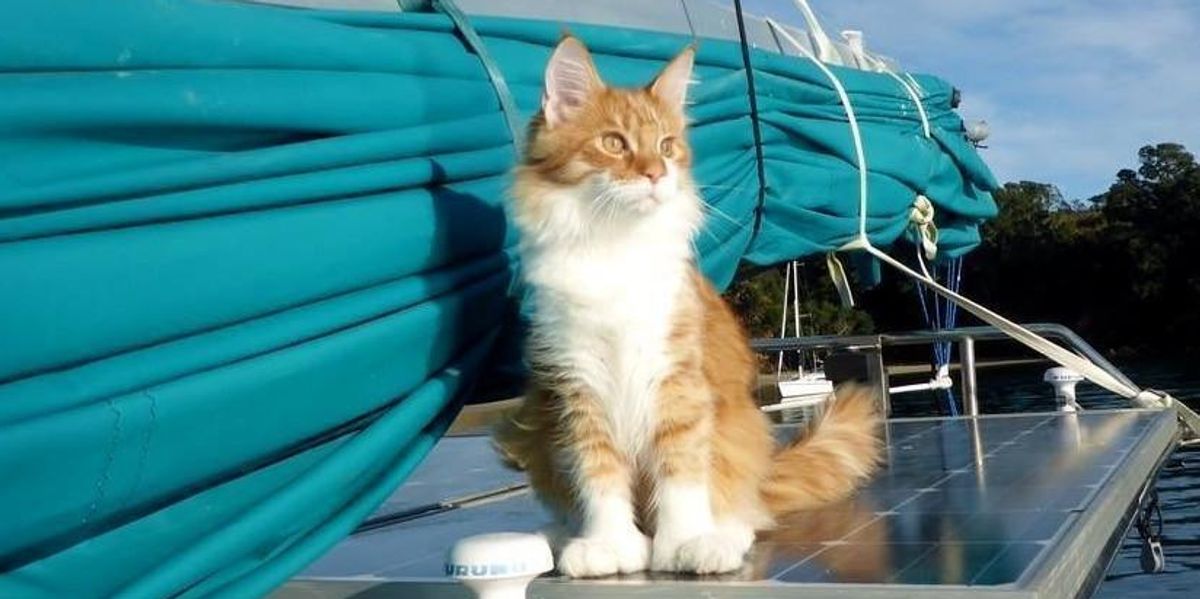 Maine Coon Cat Becomes Deaf Sailor's Ears and Helps Him Navigate at Sea ...