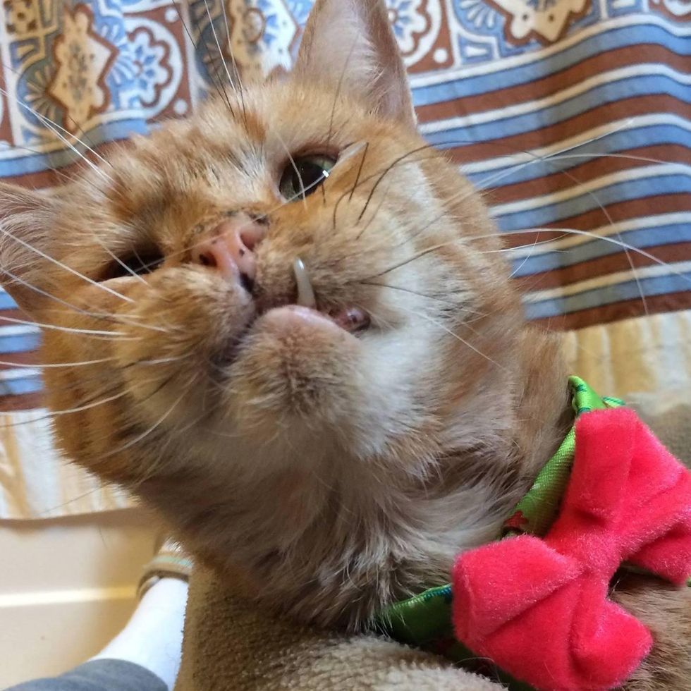 Some Called This Wobbly Cat "Weird" Looking but His Rescuers Know He is ...