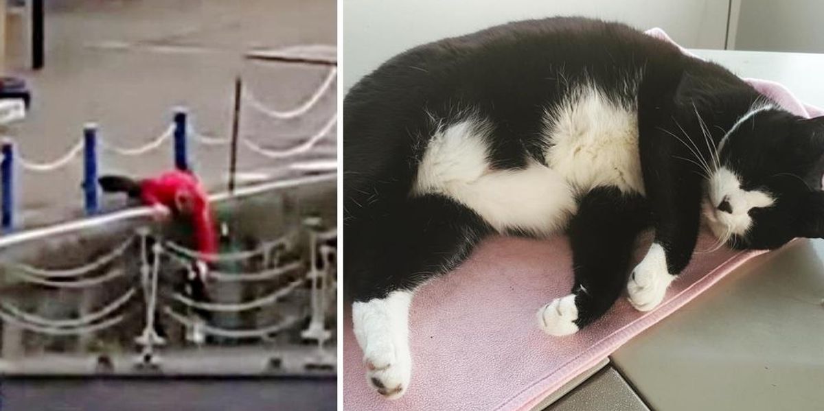 Man Rushes to Save Cat Who Fell into River Following a Cat Fight ...