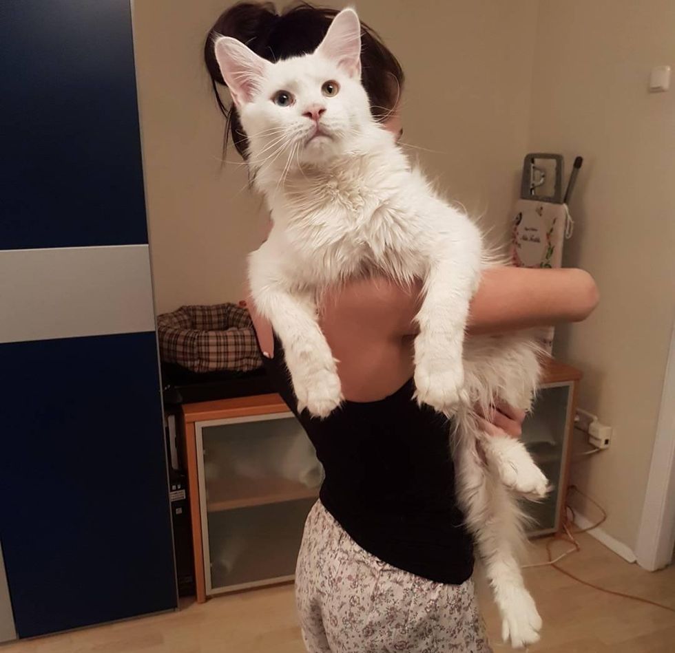 Cuddly Big Kitty Grows Up Hugging His Human Every Chance He Gets - Love ...